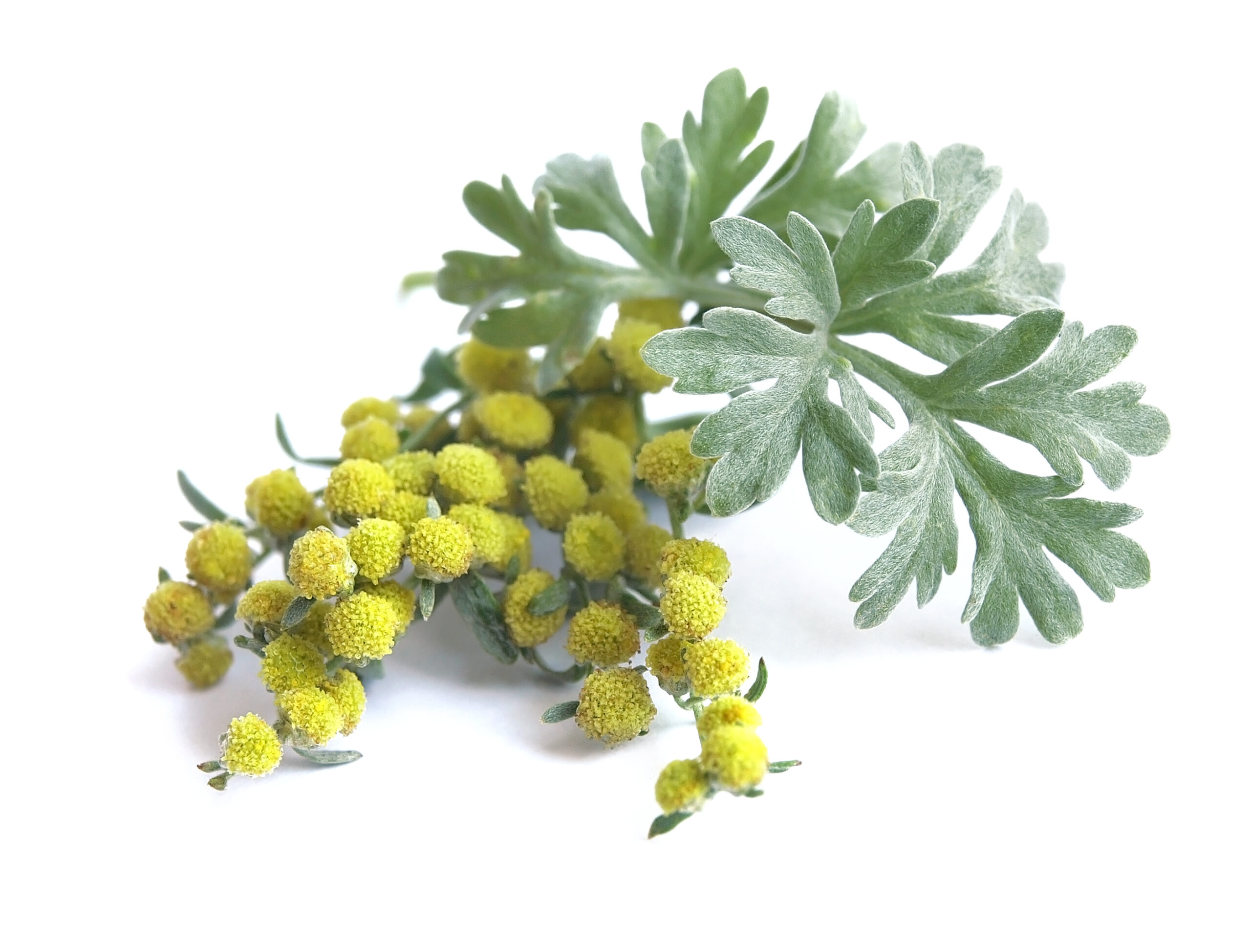 Ajenjo (Artemisia absinthium) Propiedades y Cultivo - naturvall.com