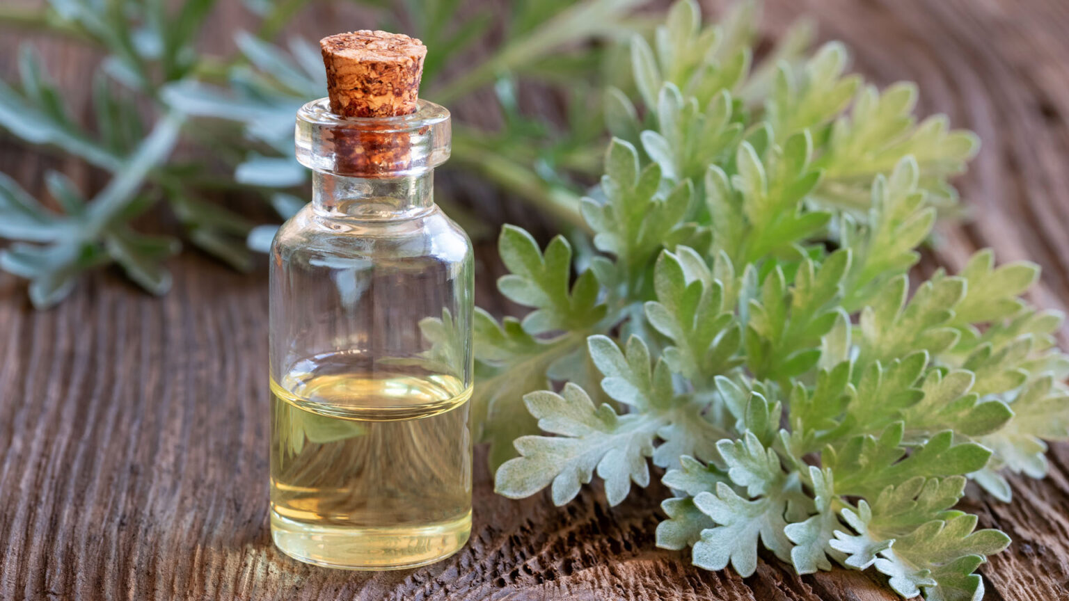 Ajenjo (Artemisia absinthium) Propiedades y Cultivo - naturvall.com
