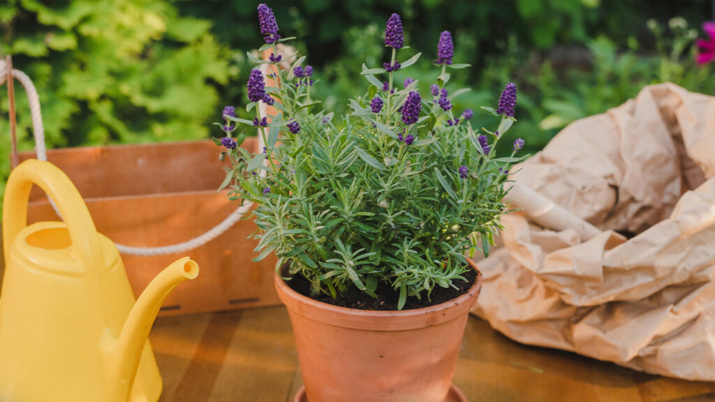 Cómo sembrar y cultivar lavanda (Lavandula angustifolia)