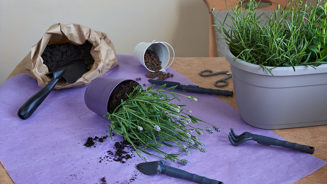 Cómo sembrar y cultivar lavanda (Lavandula angustifolia)