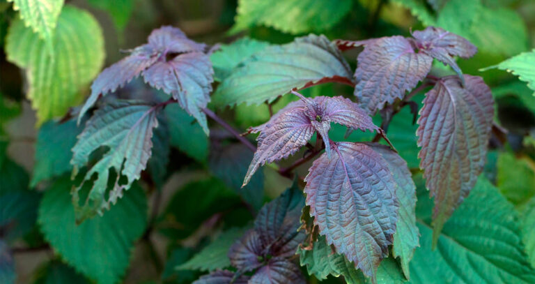 Perilla frutescens - Propiedades y Cultivo - naturvall.com