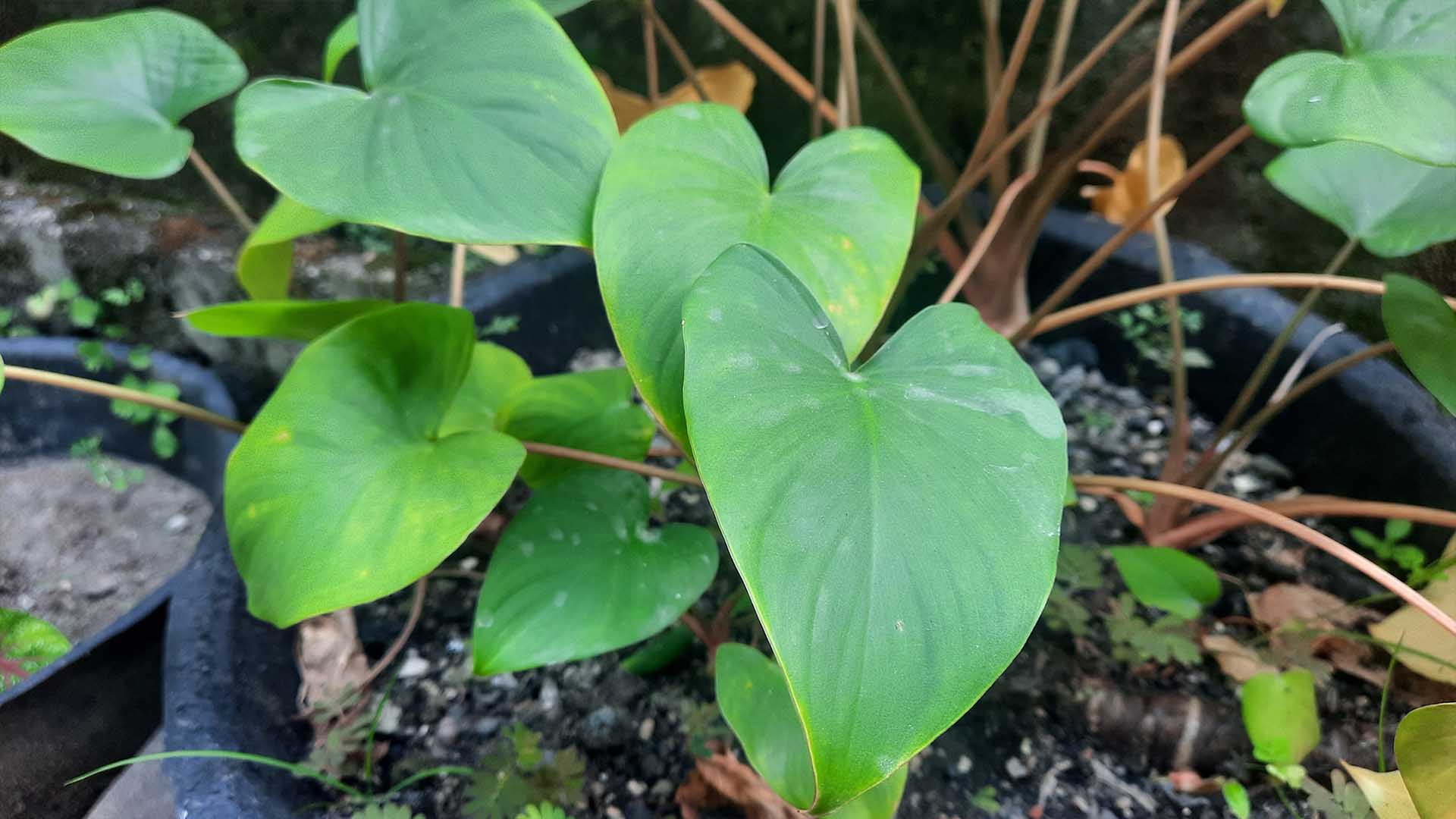 Familia Araceae - naturvall.com